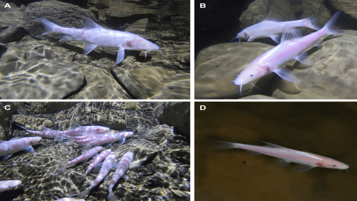Neolissochilus pnar | IASPOINT