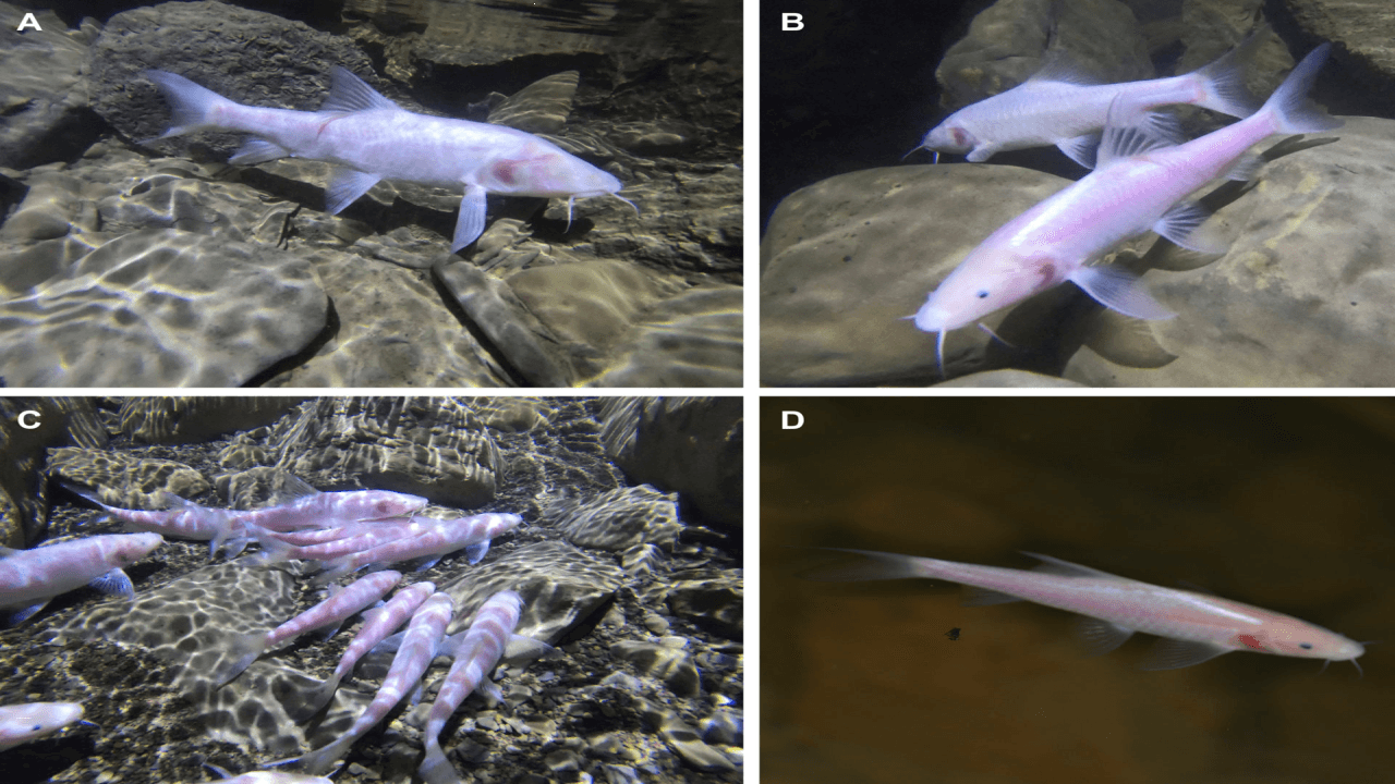 Neolissochilus pnar | IASPOINT