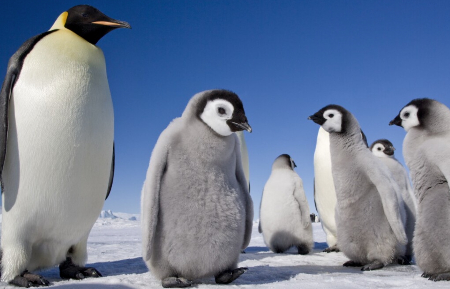 Emperor Penguin Classified as Endangered by IUCN | IASPOINT