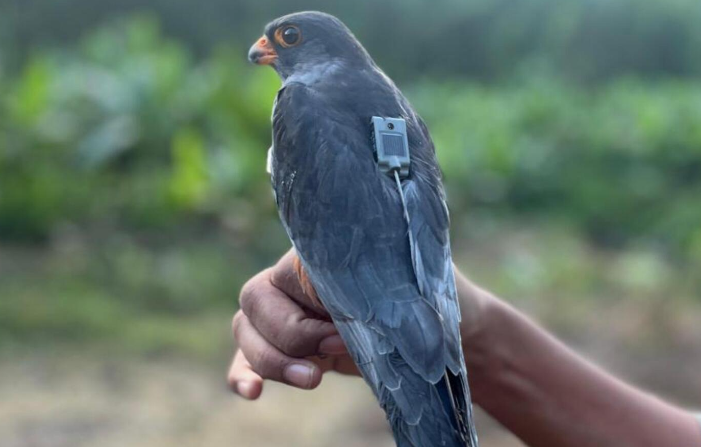 Amur Falcon Migration Tracking | IASPOINT