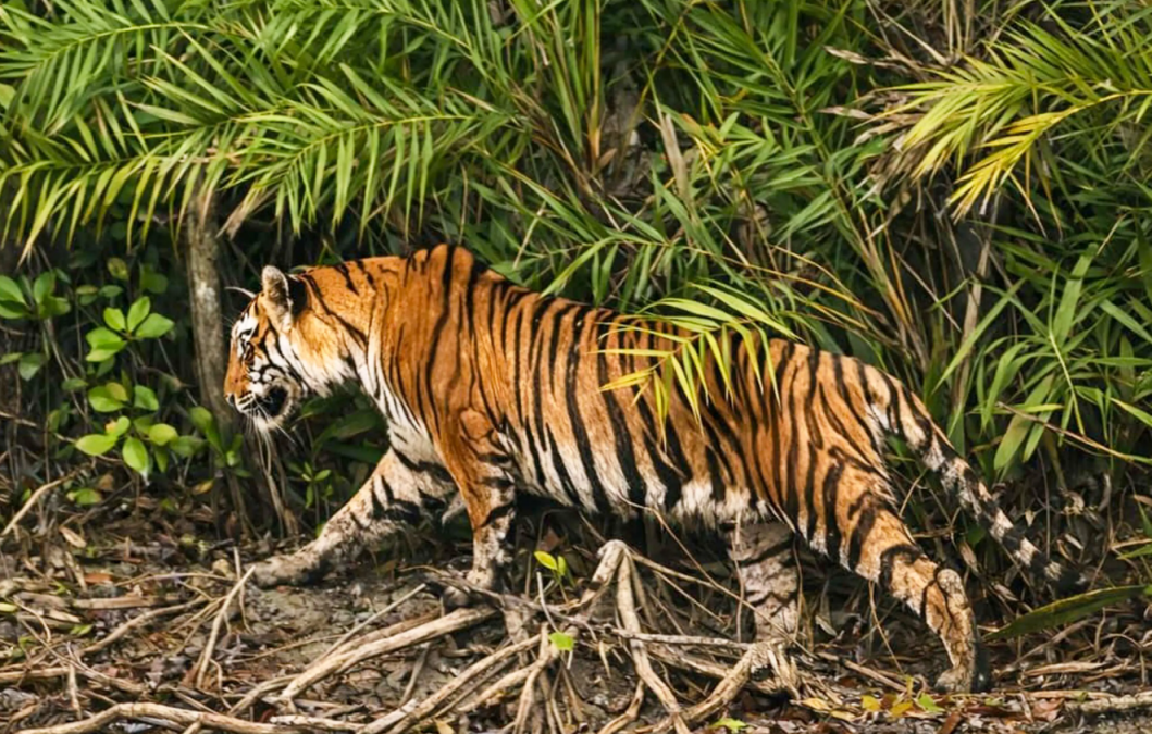 Asiatic Lion Conservation Efforts | IASPOINT