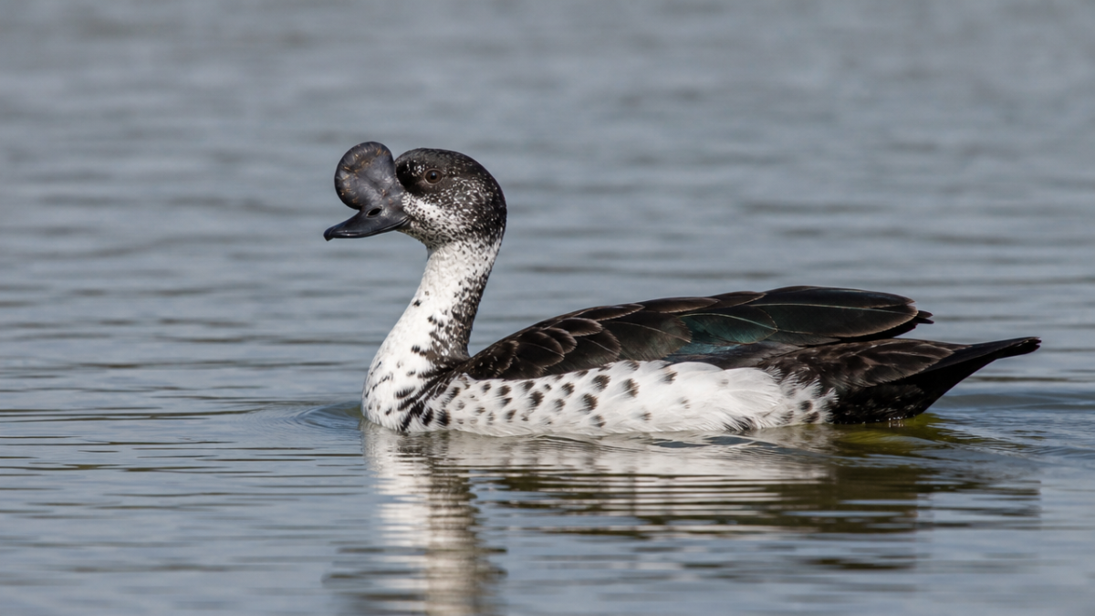 Knob-billed Duck First Sighting Pong Lake Sanctuary | IASPOINT