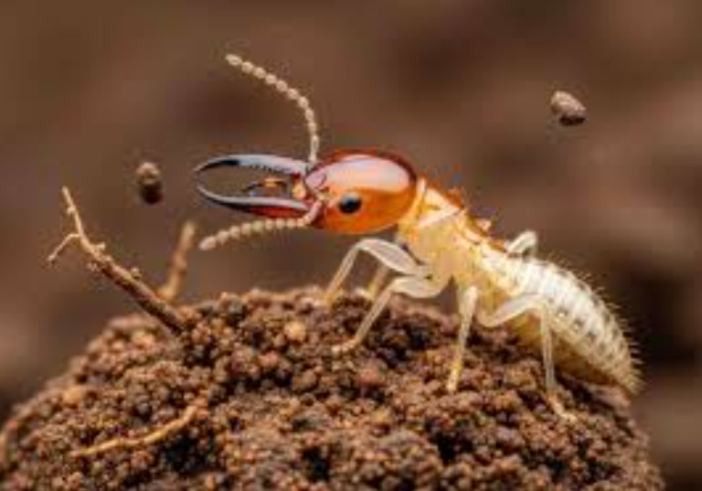 Pseudocapritermes novus Termite Discovery | IASPOINT